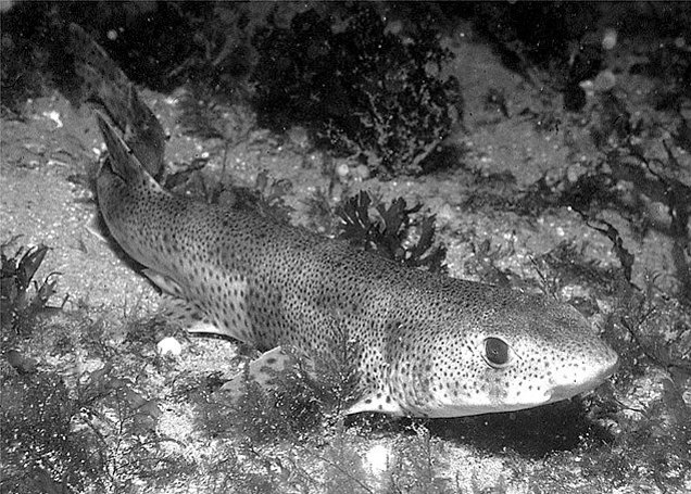 mačke, morske - Hrvatska enciklopedija