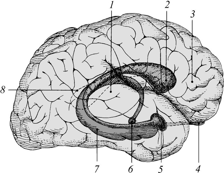 limbički sustav - Hrvatska enciklopedija
