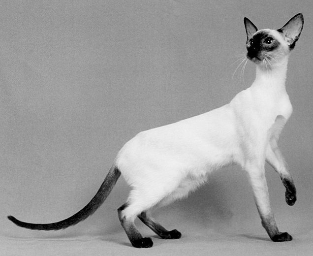 mačka, domaća - Hrvatska enciklopedija