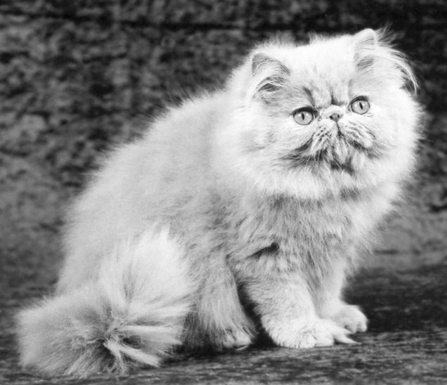 mačka, domaća - Hrvatska enciklopedija