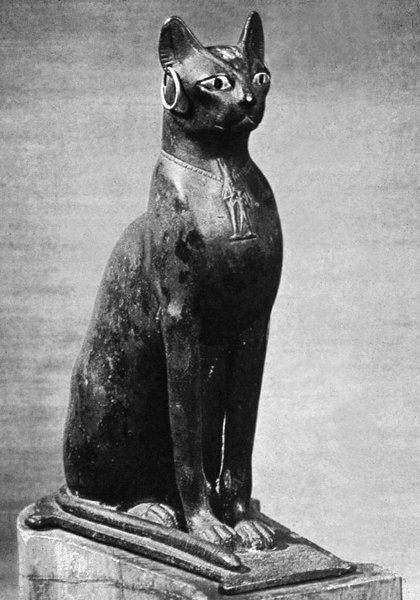 mačka, domaća - Hrvatska enciklopedija