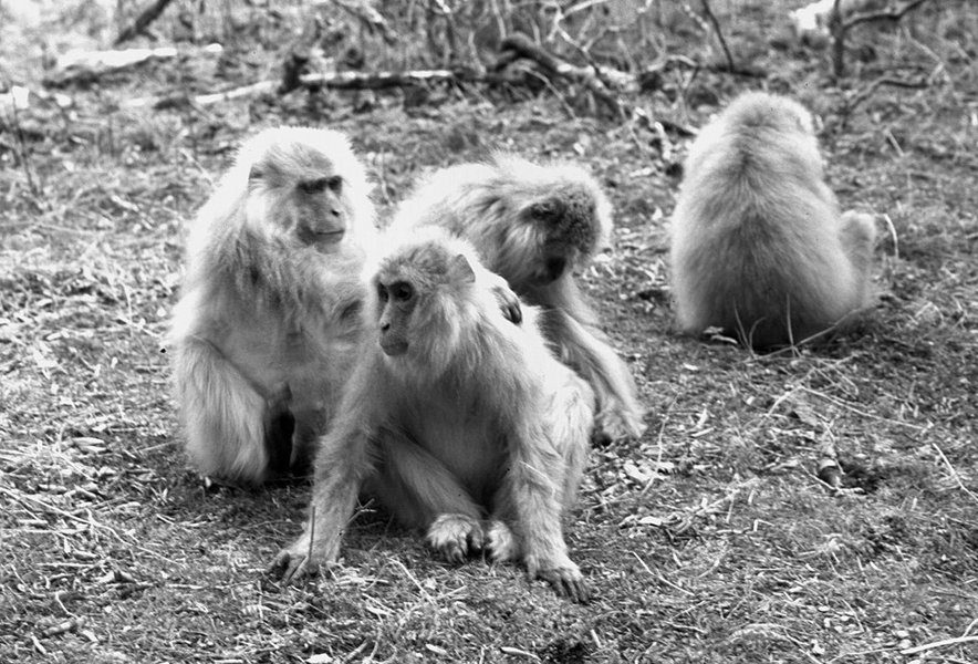 makaki - Hrvatska enciklopedija