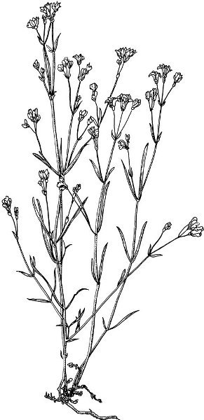 lazarkinja - Hrvatska enciklopedija