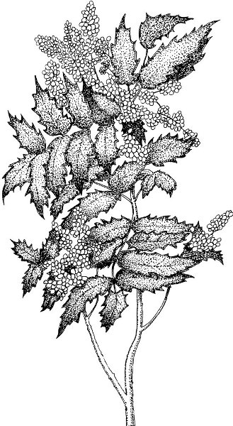 mahonija - Hrvatska enciklopedija