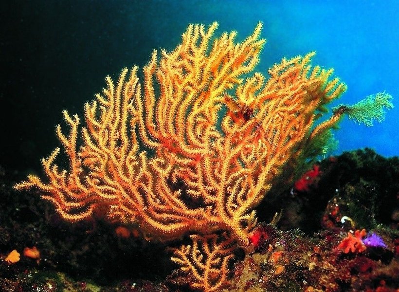 koralji - Hrvatska enciklopedija