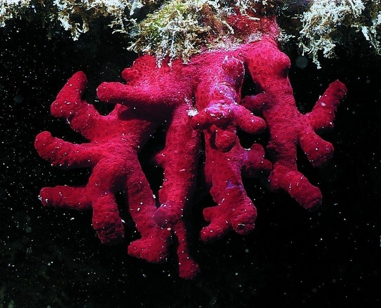 koralji - Hrvatska enciklopedija