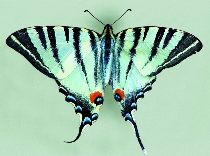 leptiri - Hrvatska enciklopedija