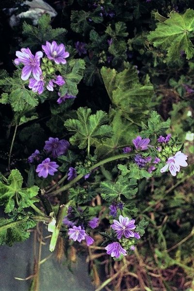 ljekovito bilje - Hrvatska enciklopedija