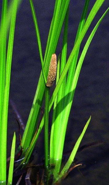 ljekovito bilje - Hrvatska enciklopedija