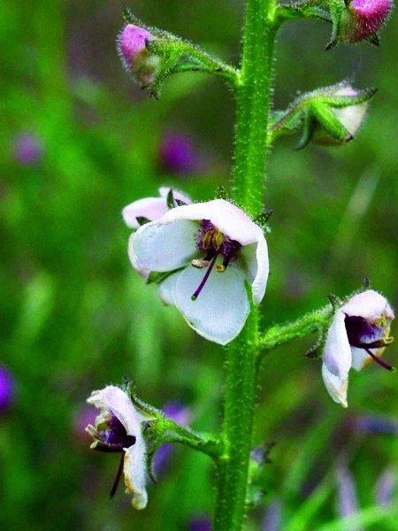 ljekovito bilje - Hrvatska enciklopedija