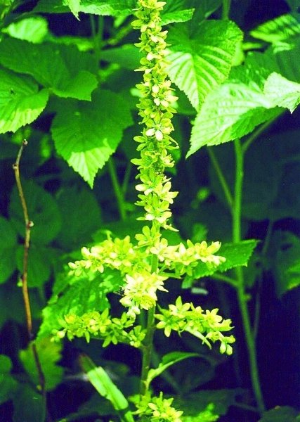 ljekovito bilje - Hrvatska enciklopedija