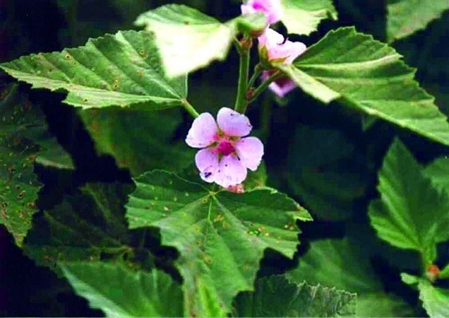 ljekovito bilje - Hrvatska enciklopedija