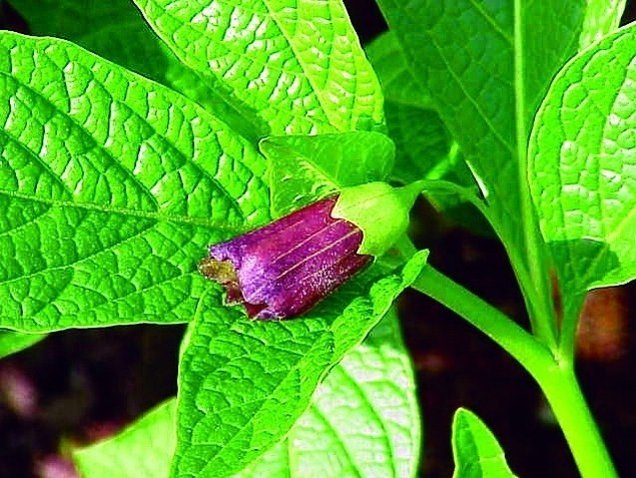 ljekovito bilje - Hrvatska enciklopedija