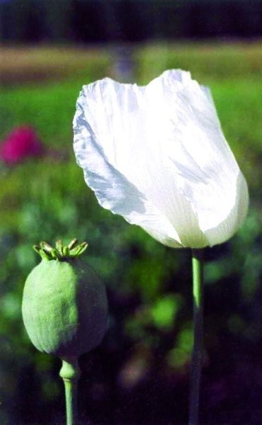 ljekovito bilje - Hrvatska enciklopedija