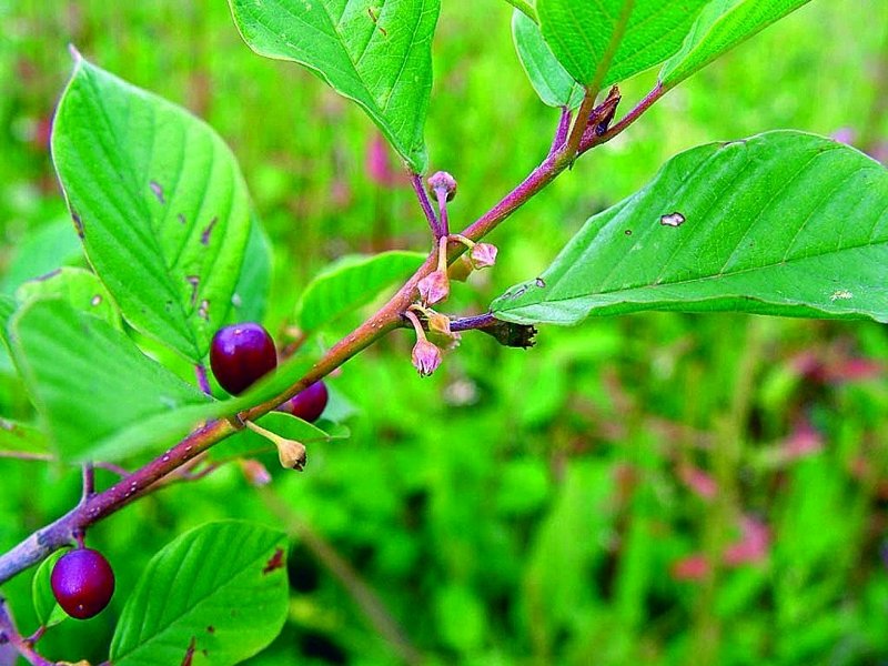 ljekovito bilje - Hrvatska enciklopedija