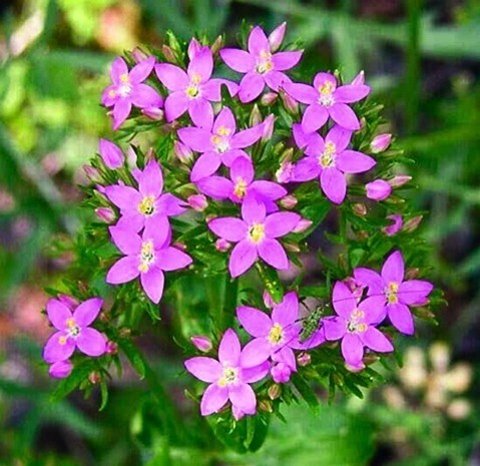 ljekovito bilje - Hrvatska enciklopedija