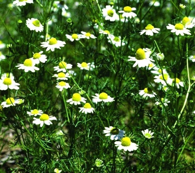 ljekovito bilje - Hrvatska enciklopedija