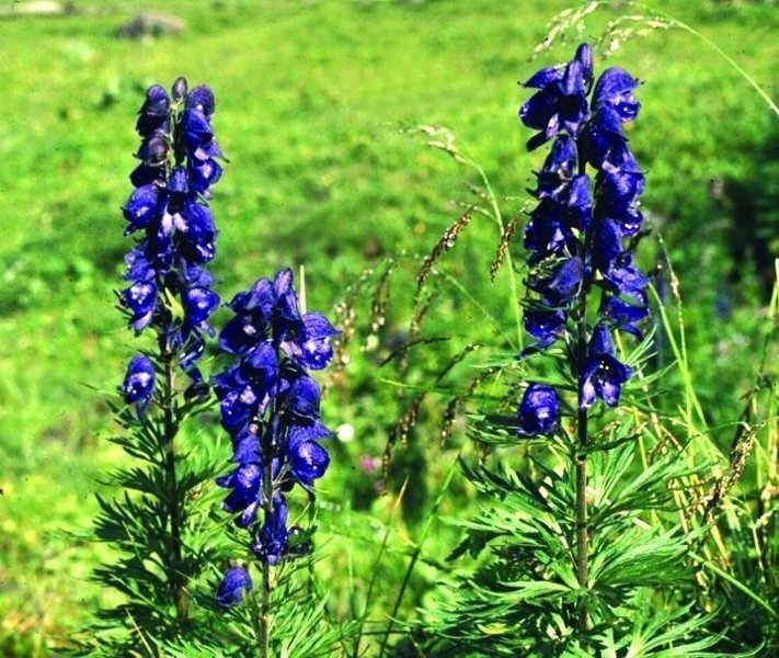 ljekovito bilje - Hrvatska enciklopedija