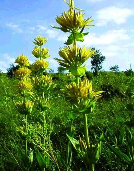 ljekovito bilje - Hrvatska enciklopedija