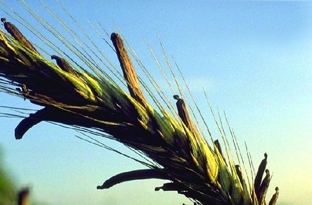 ljekovito bilje - Hrvatska enciklopedija