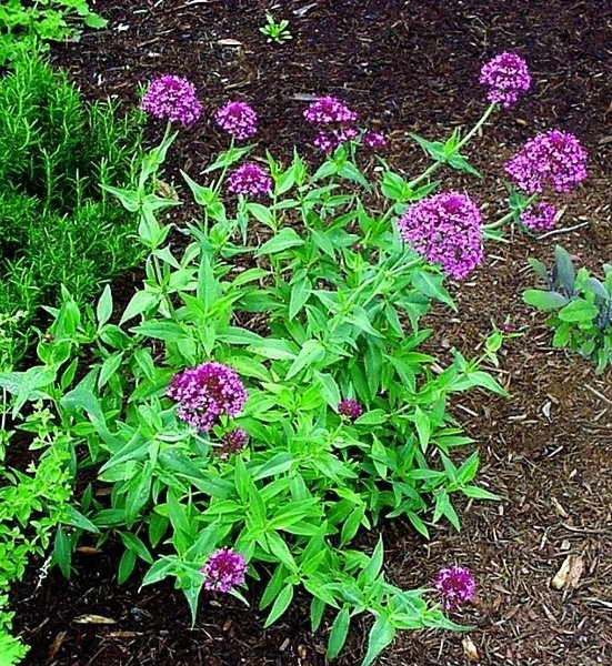 ljekovito bilje - Hrvatska enciklopedija