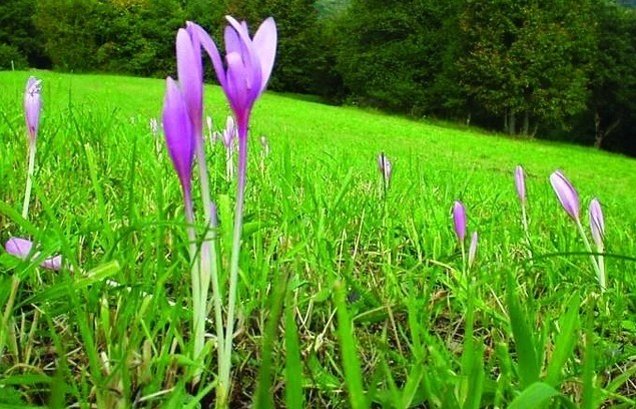 ljekovito bilje - Hrvatska enciklopedija