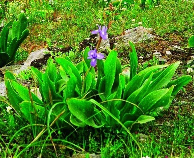ljekovito bilje - Hrvatska enciklopedija