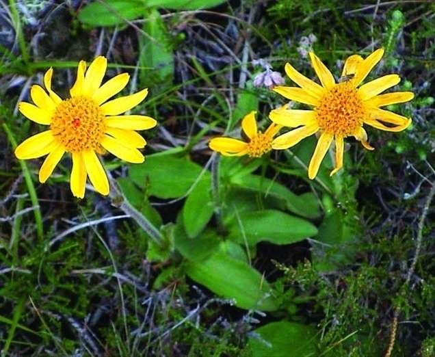 ljekovito bilje - Hrvatska enciklopedija