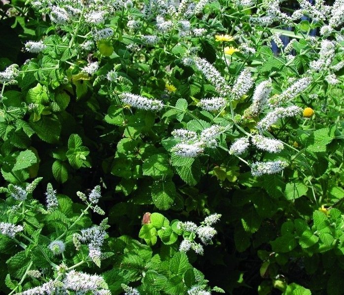 ljekovito bilje - Hrvatska enciklopedija