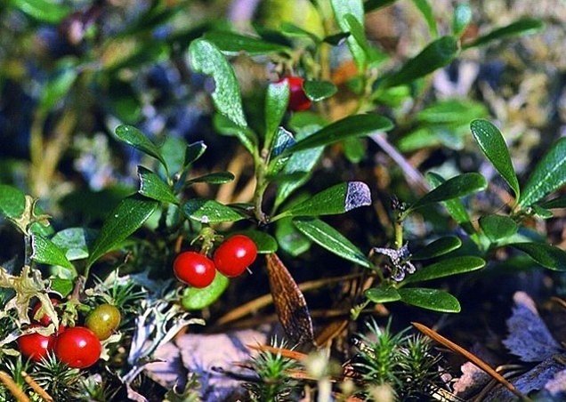 ljekovito bilje - Hrvatska enciklopedija