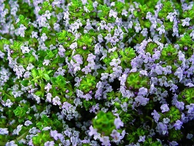 ljekovito bilje - Hrvatska enciklopedija