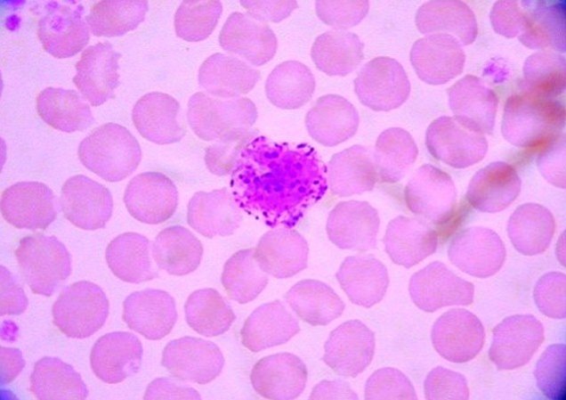 krvne stanice - Hrvatska enciklopedija