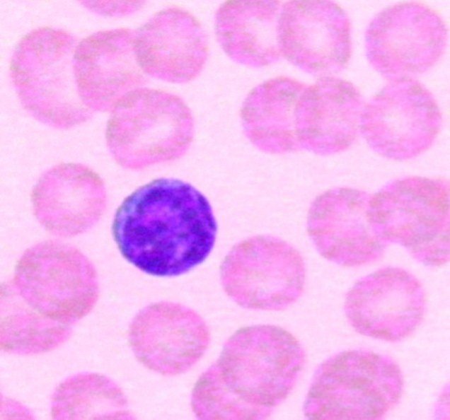 krvne stanice - Hrvatska enciklopedija