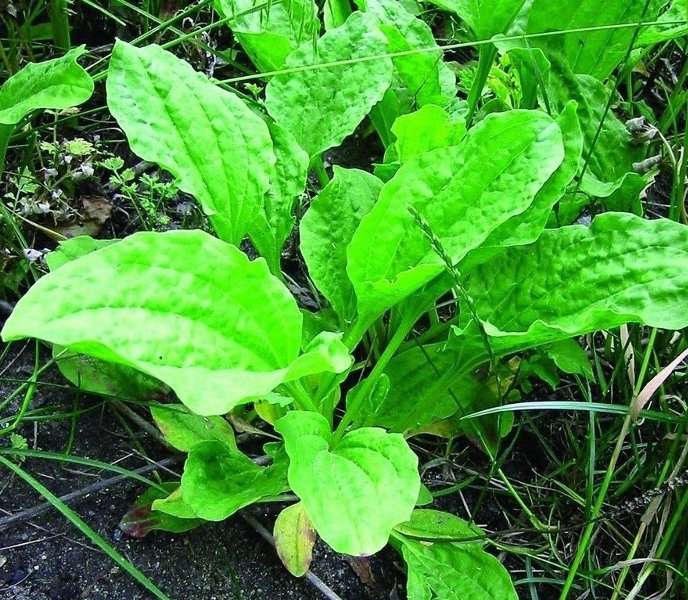 ljekovito bilje - Hrvatska enciklopedija