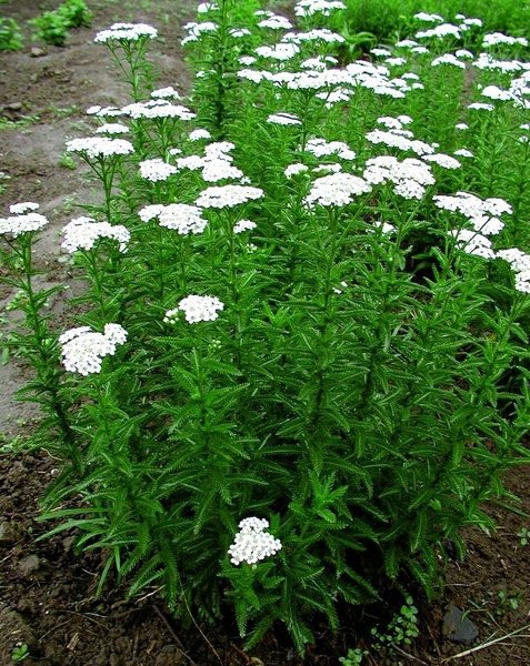 ljekovito bilje - Hrvatska enciklopedija