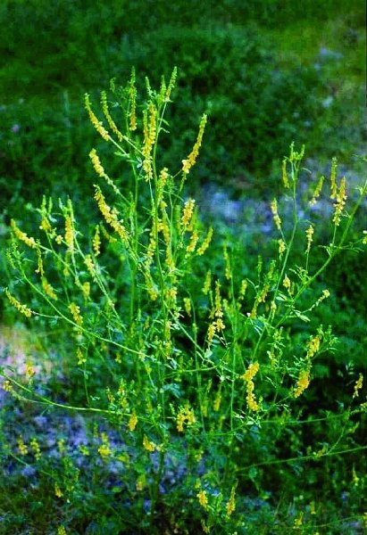 ljekovito bilje - Hrvatska enciklopedija