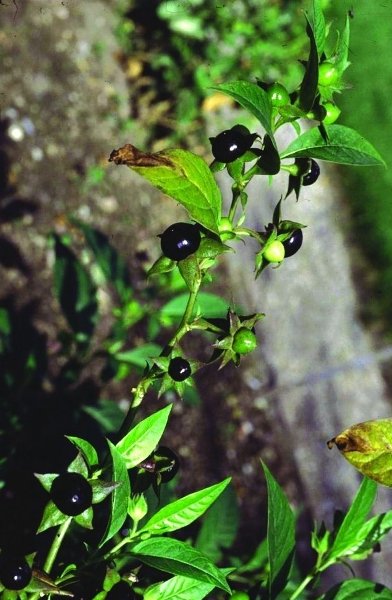 ljekovito bilje - Hrvatska enciklopedija