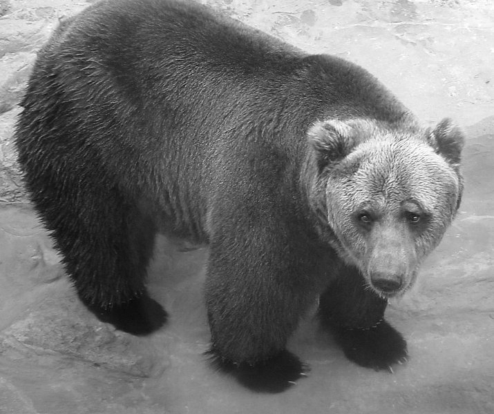 medvjedi - Hrvatska enciklopedija