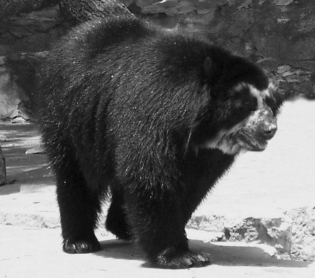 medvjedi - Hrvatska enciklopedija