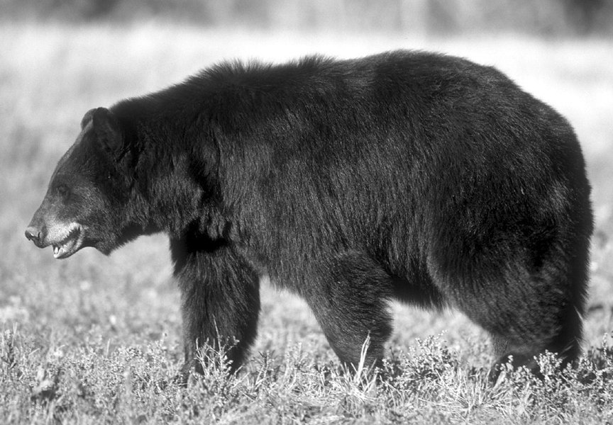 medvjedi - Hrvatska enciklopedija