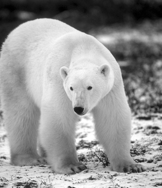 medvjedi - Hrvatska enciklopedija