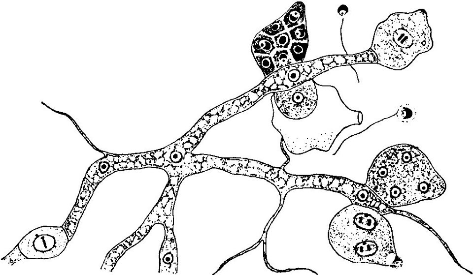 micelij - Hrvatska enciklopedija