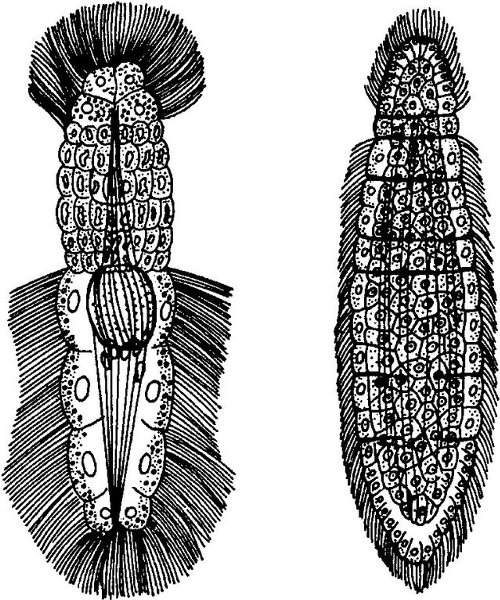 mezozoa - Hrvatska enciklopedija