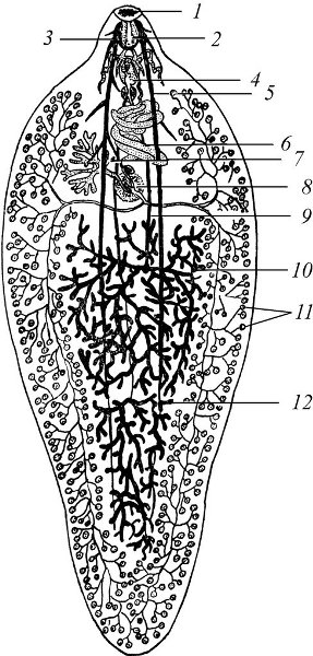 metilji - Hrvatska enciklopedija
