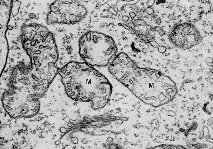 mitohondriji - Hrvatska enciklopedija