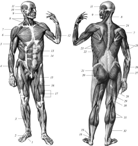 mišićni sustav - Hrvatska enciklopedija