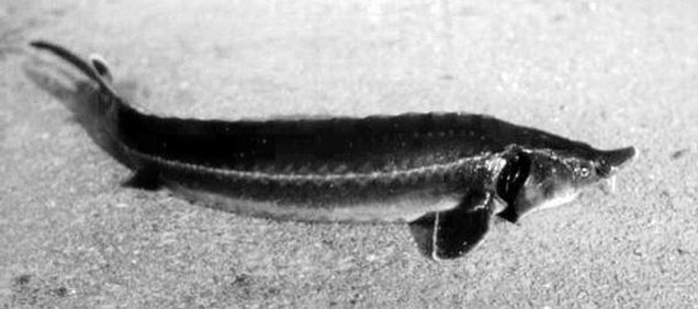 moruna - Hrvatska enciklopedija