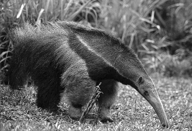 mravojedi - Hrvatska enciklopedija