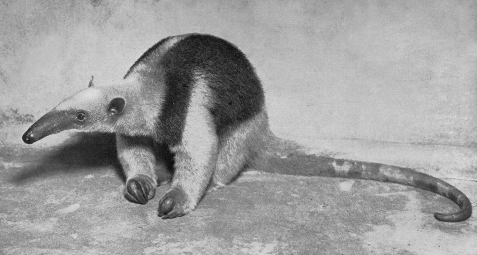 mravojedi - Hrvatska enciklopedija