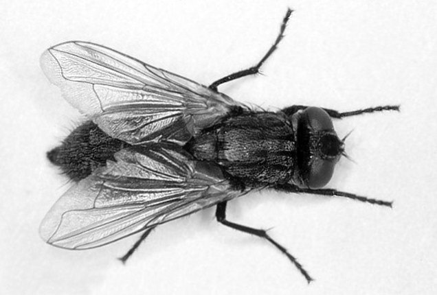 muhe - Hrvatska enciklopedija